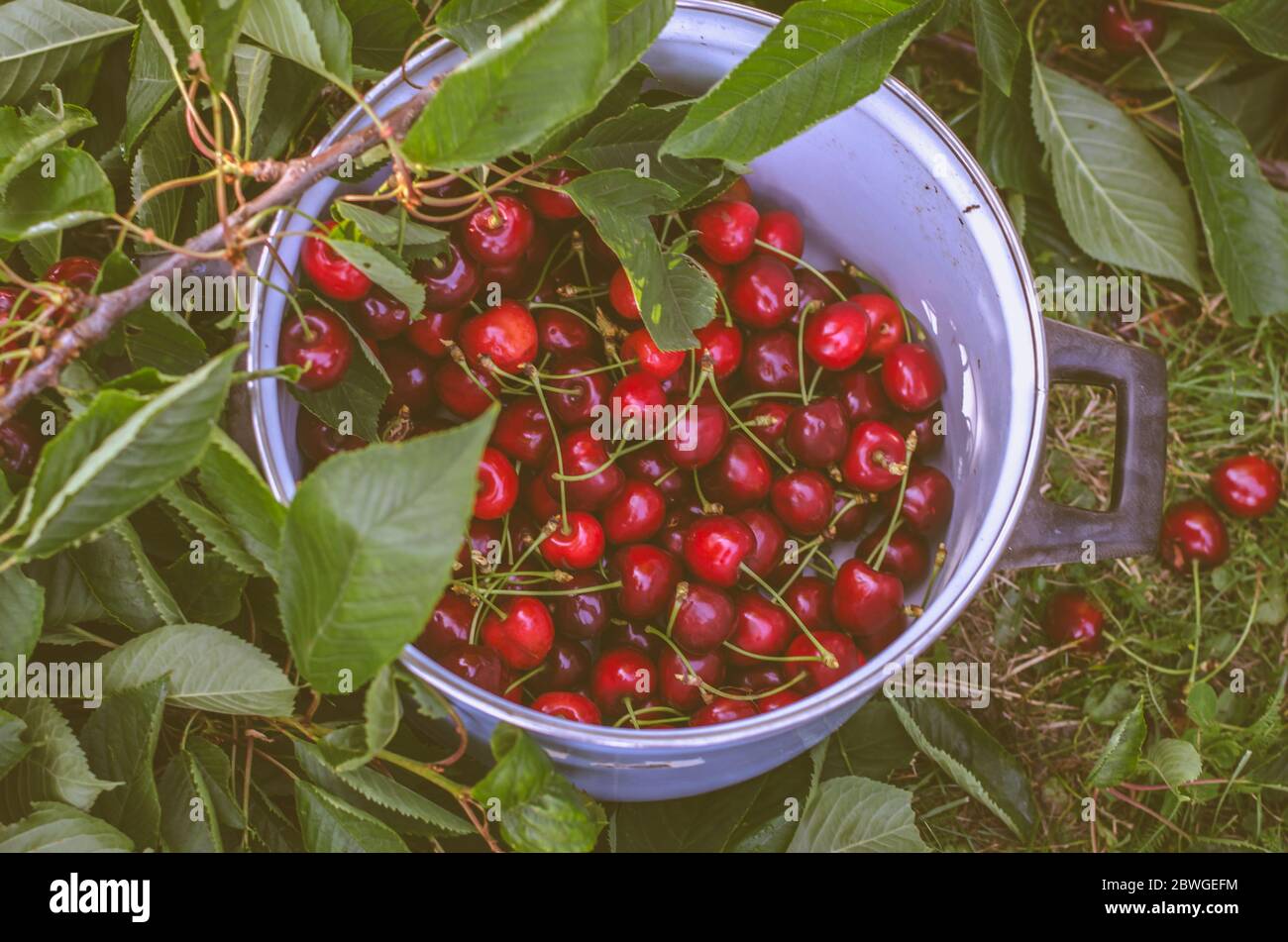Berry point hi-res stock photography and images - Alamy