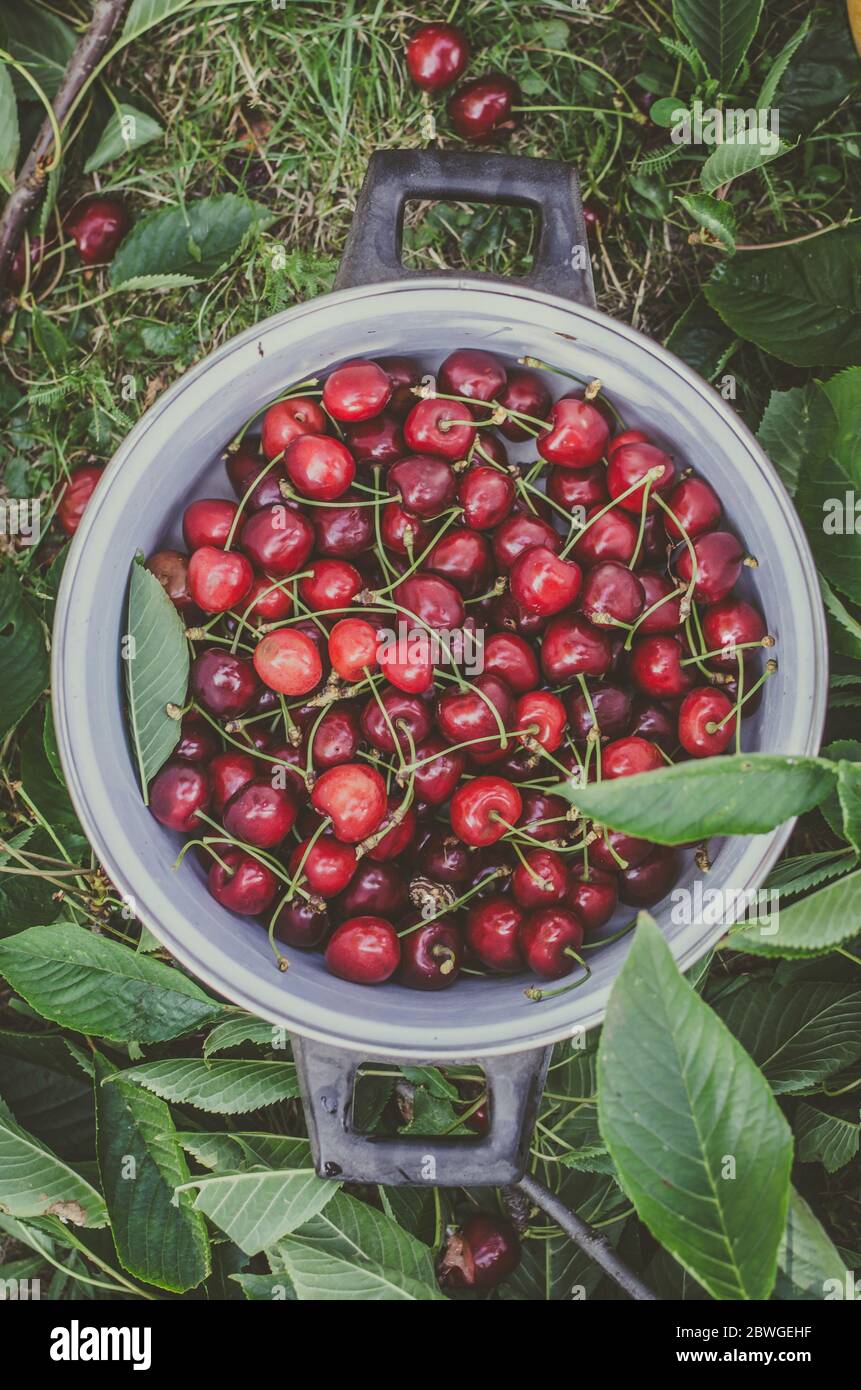 pot full of cherry berry fruit helicopter view Stock Photo - Alamy