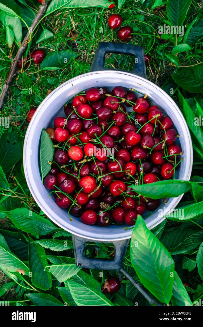 Helicopter fruit hi-res stock photography and images - Alamy