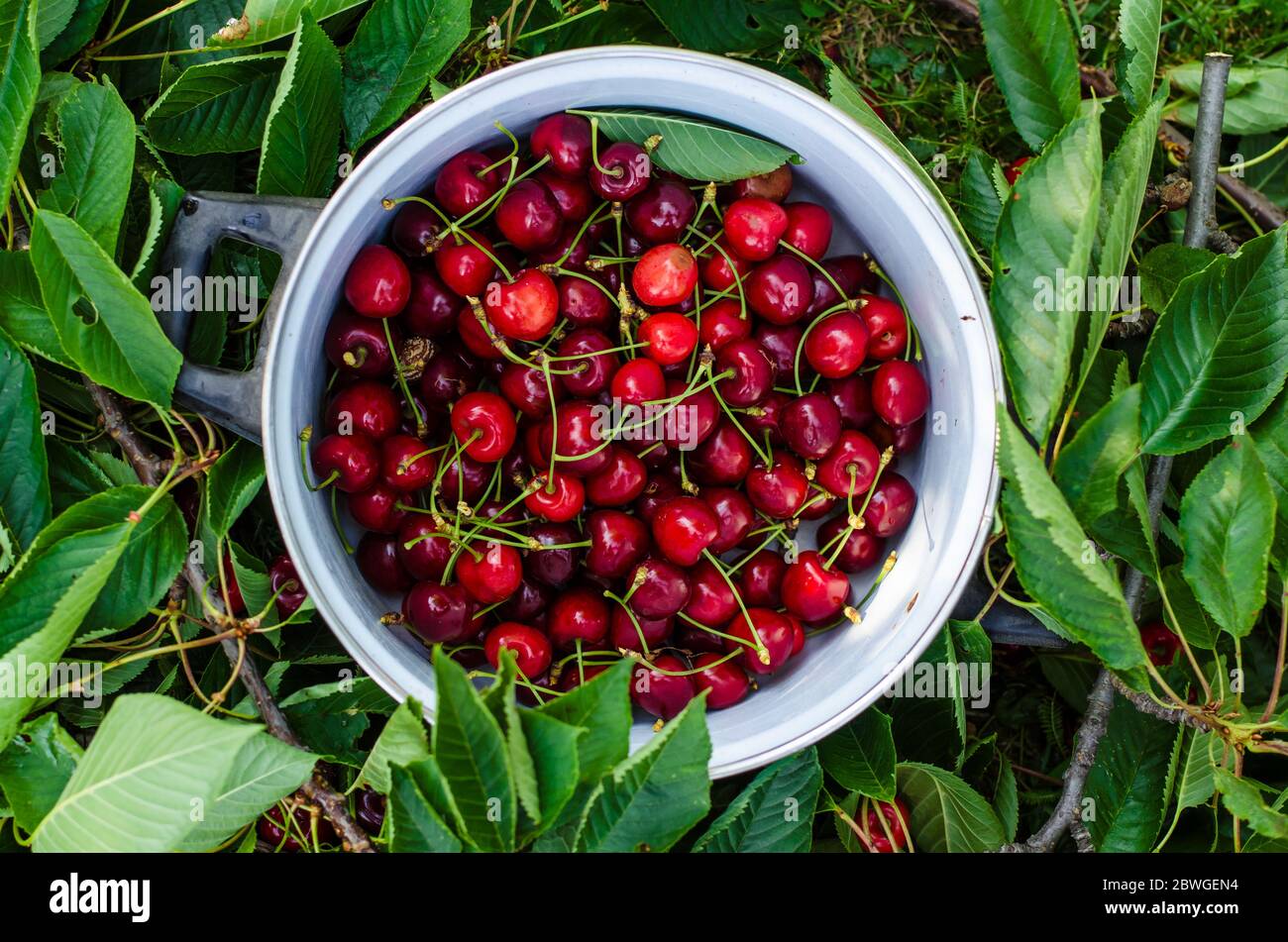 Helicopter fruit High Resolution Stock Photography and Images - Alamy