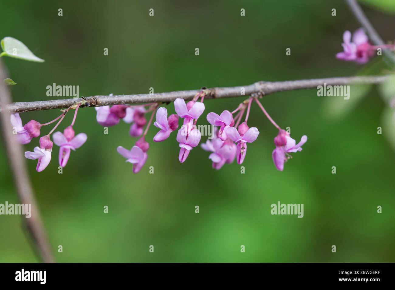 Eastern redbud white hi-res stock photography and images - Alamy