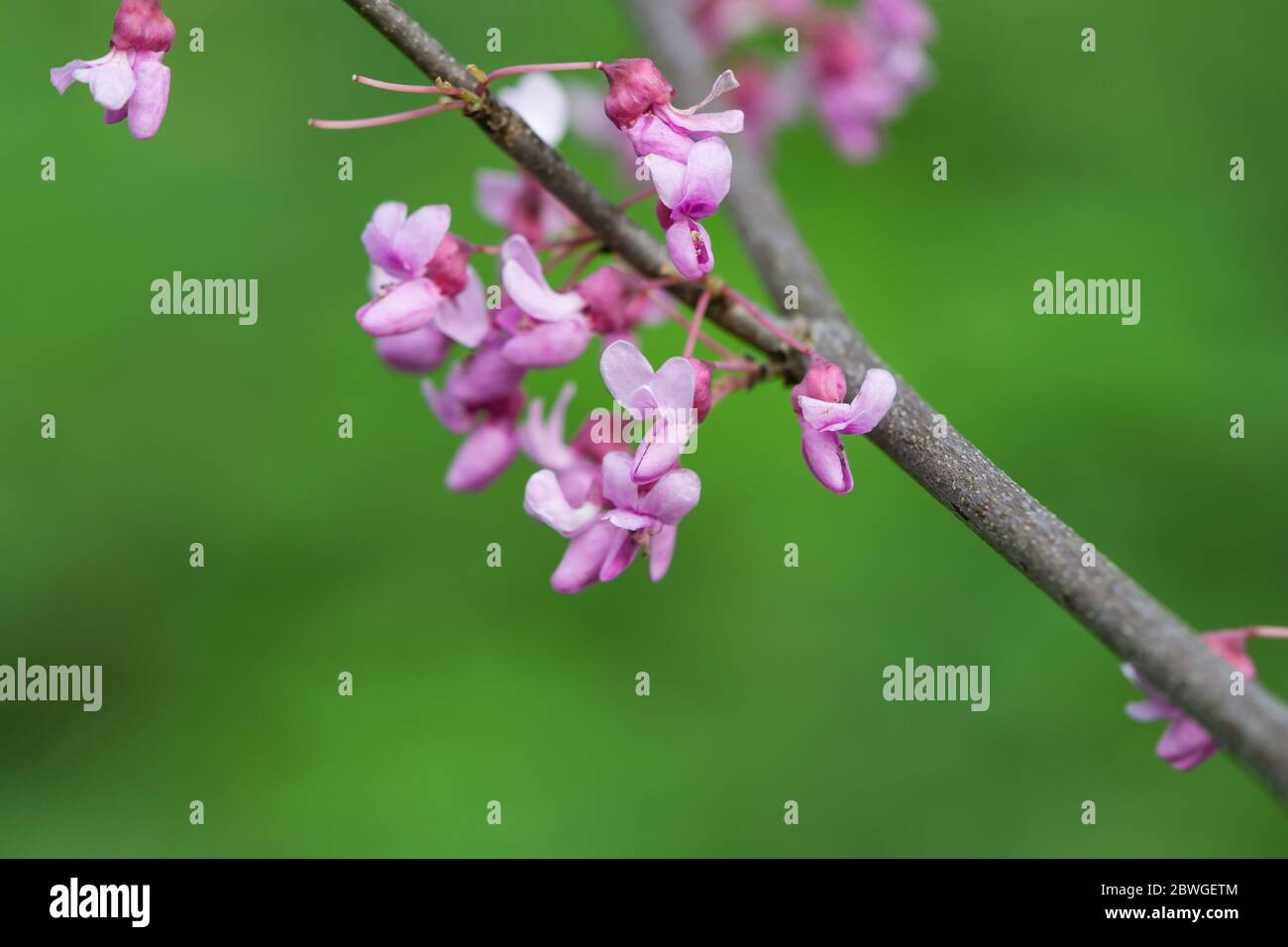 Eastern Redbud Flowers in Springtime Stock Photo - Alamy