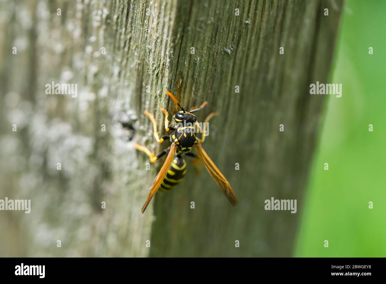 European Paper Wasp in Springtime Stock Photo - Alamy