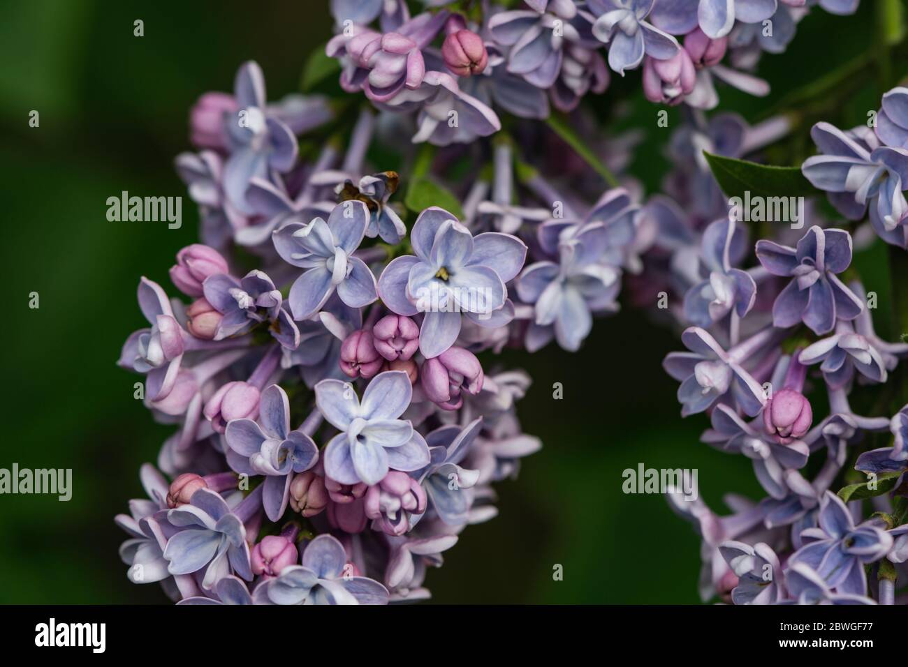 Lilac Flowers in Bloom in Springtime Stock Photo - Alamy