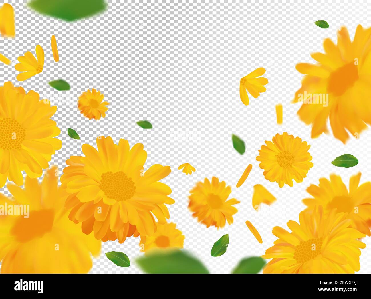 3D realistic marigold with green leaf. Yellow calendula flower in ...