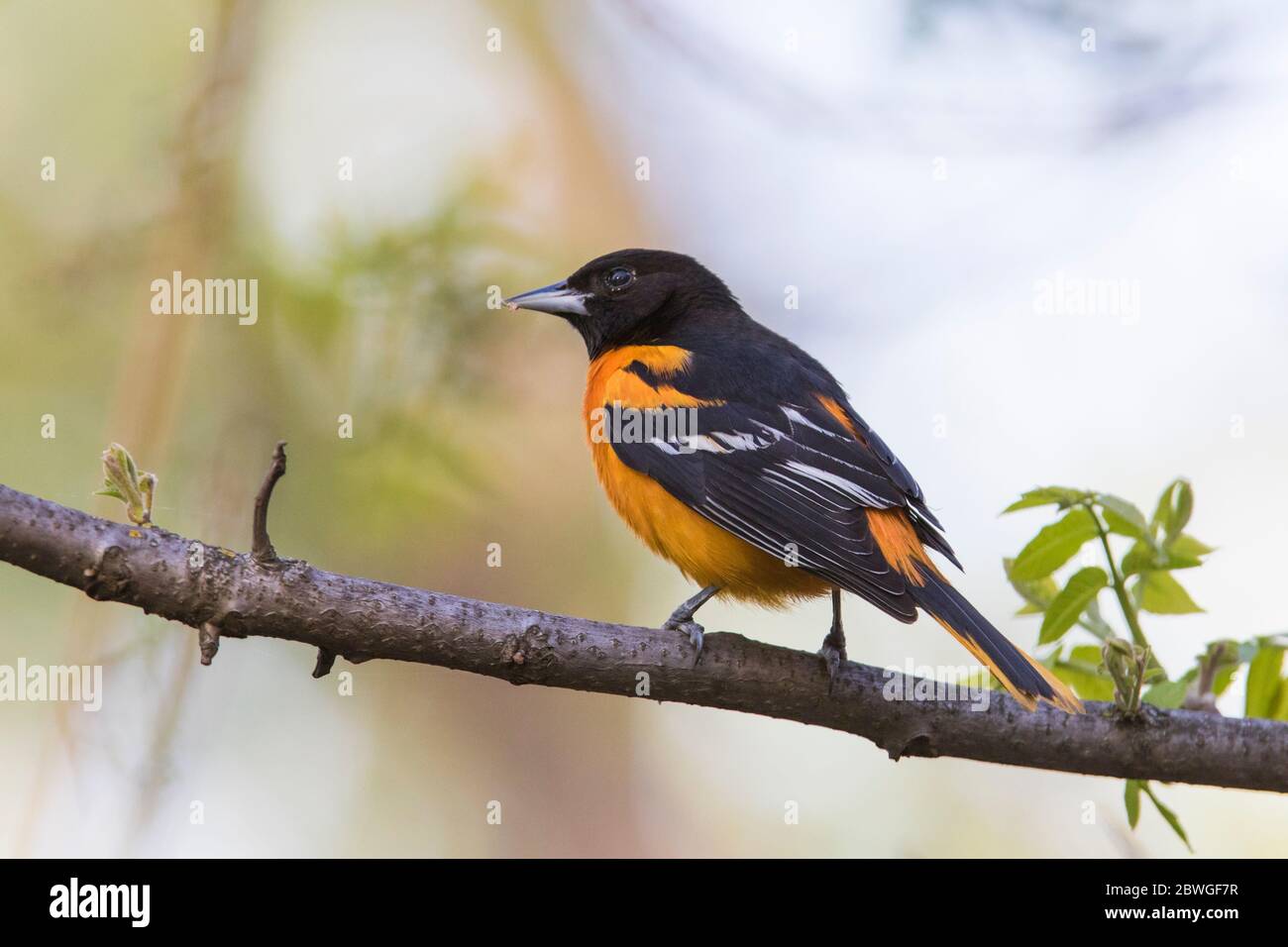 Male Baltimore oriole (Icterus galbula Stock Photo - Alamy