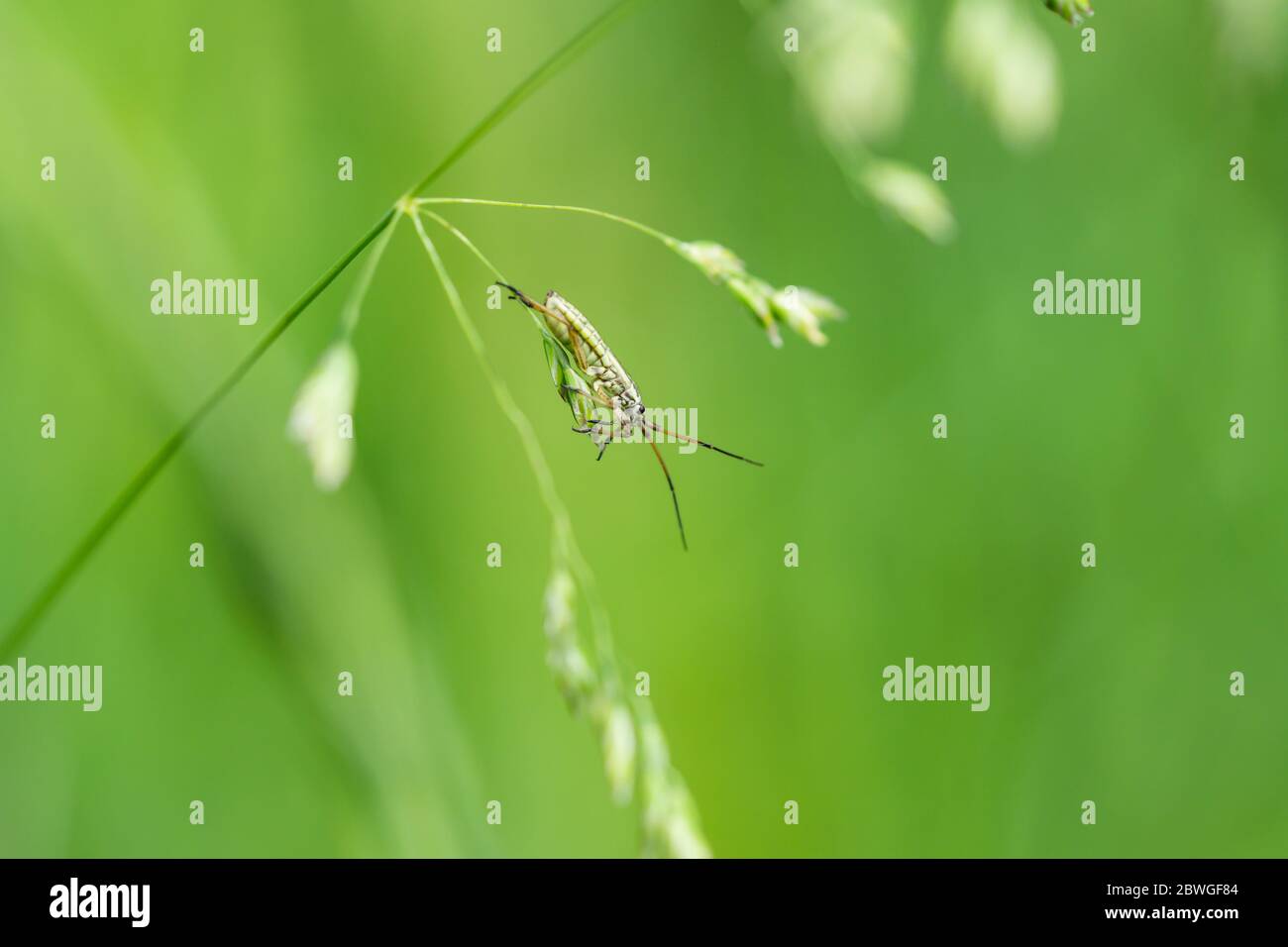 Meadow plant bug hi-res stock photography and images - Alamy