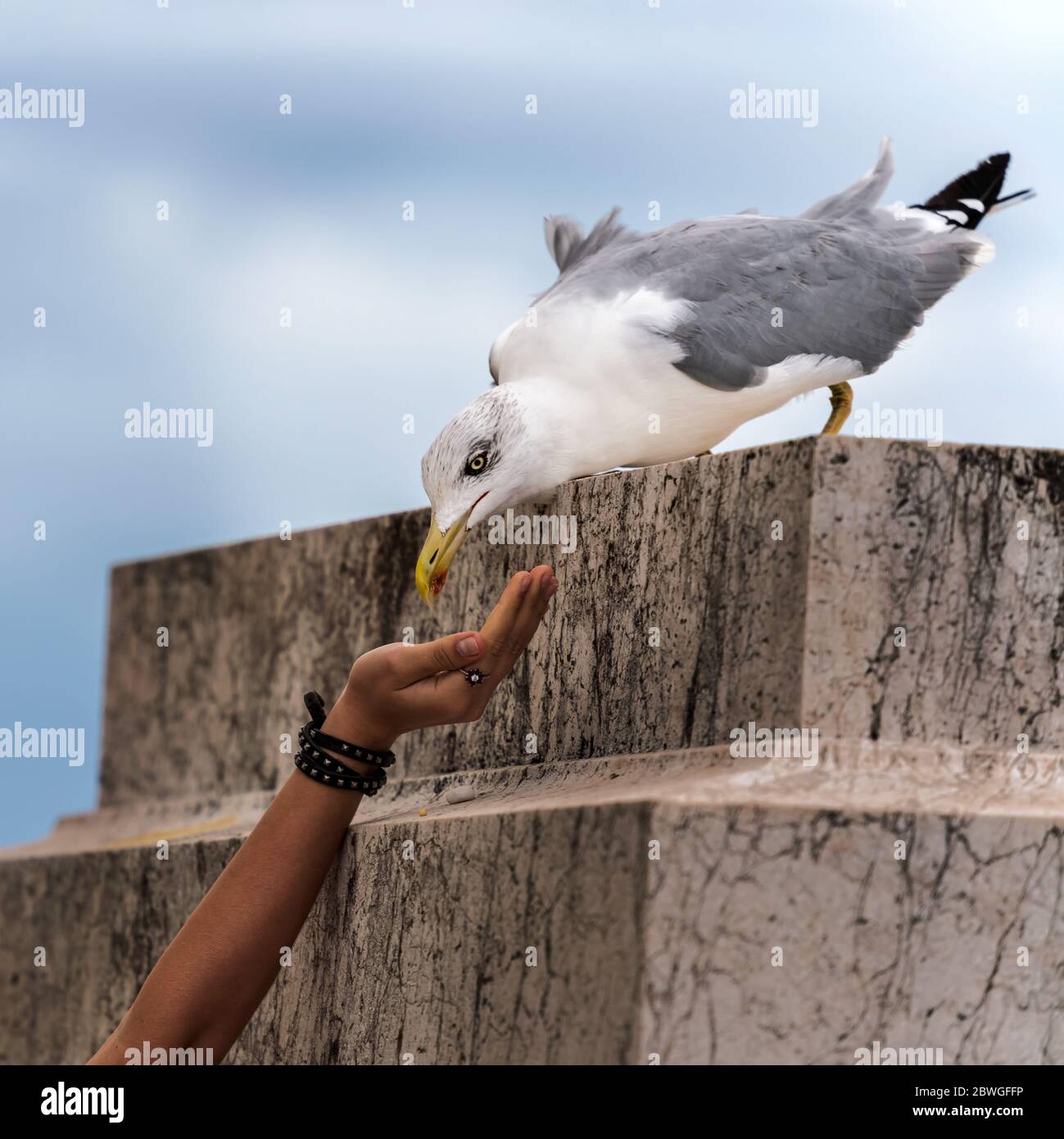 View at the hand feeding wild seagull Stock Photo - Alamy