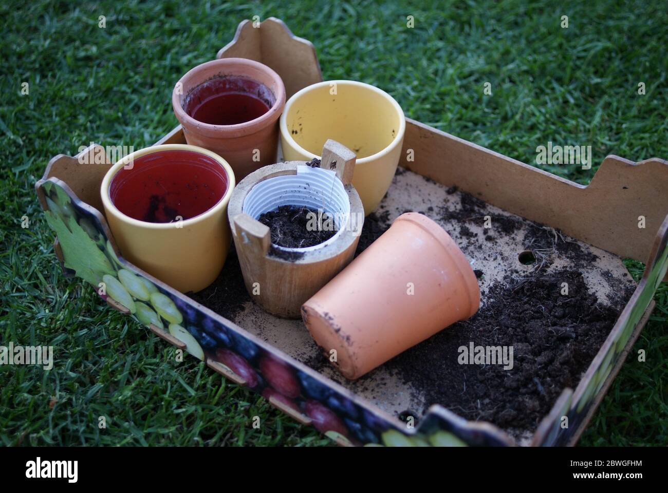 Very small plant hi-res stock photography and images - Alamy