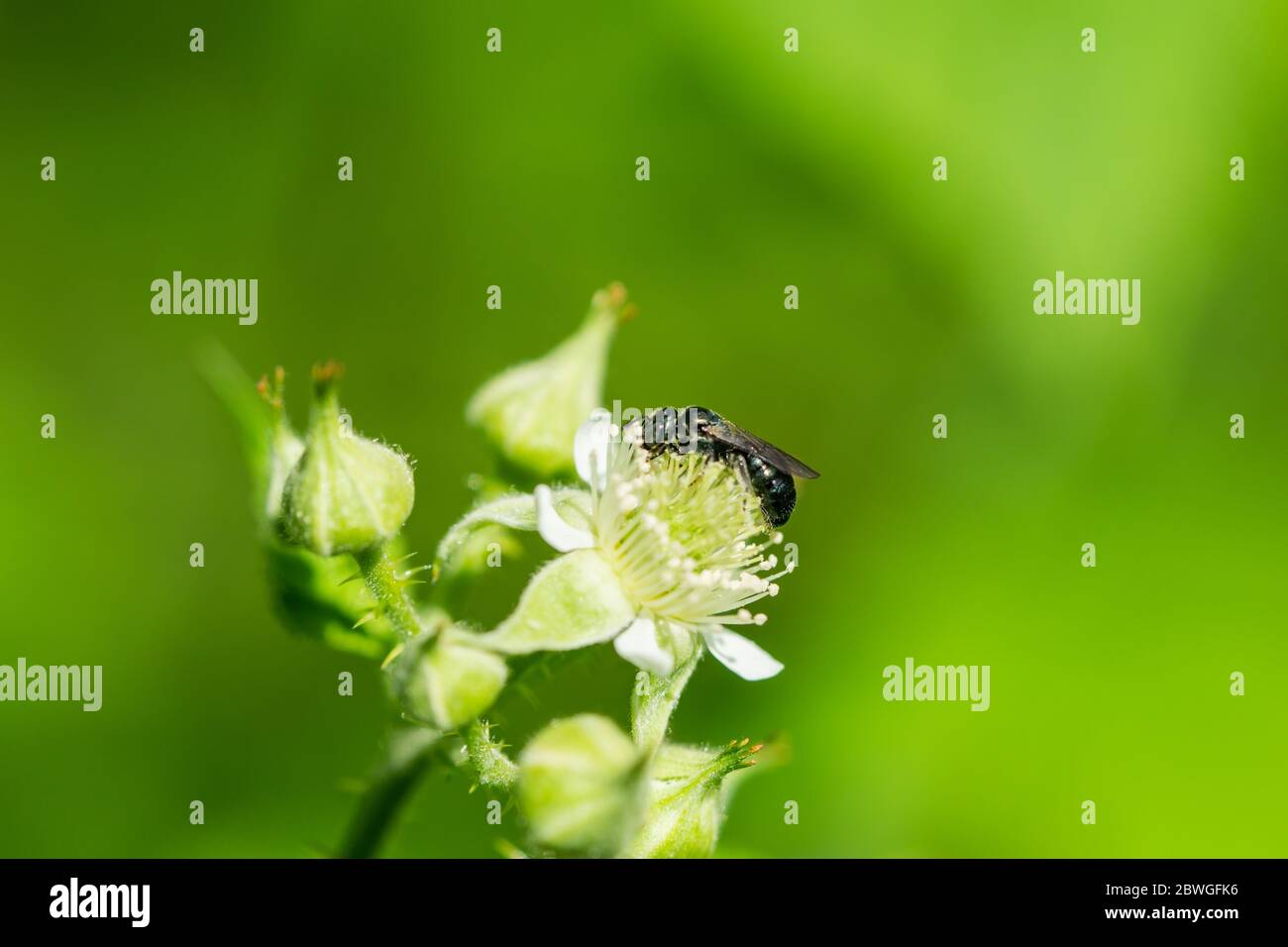 Black raspberry plant wildlife hi-res stock photography and images - Alamy