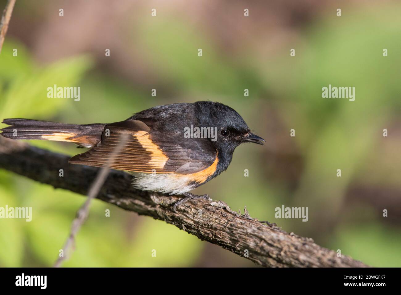 American redstart (Setophaga ruticilla Stock Photo - Alamy