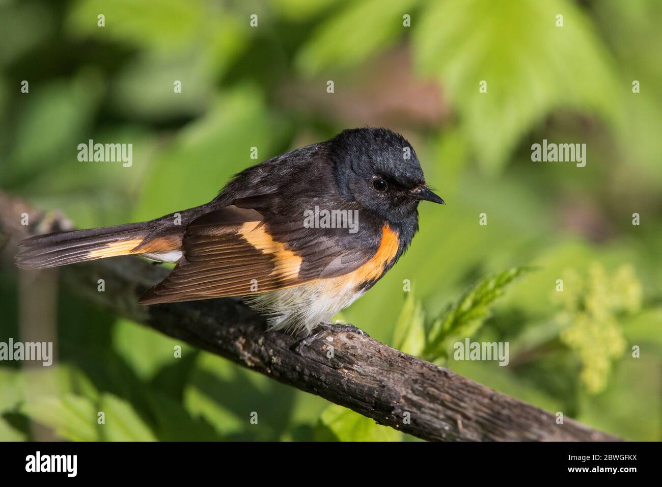 Turicilla hi-res stock photography and images - Alamy