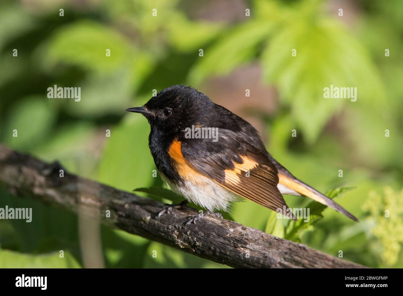 American redstart (Setophaga ruticilla Stock Photo - Alamy