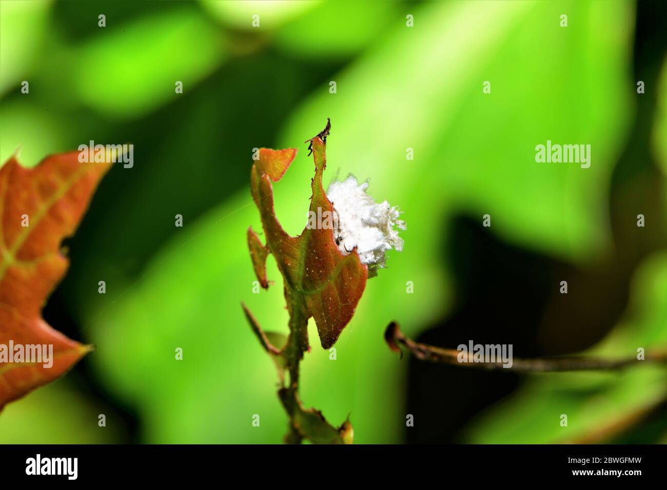 Fuzzy bug hi-res stock photography and images - Alamy
