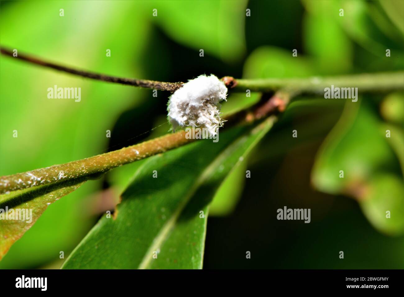 Fuzzy bug hi-res stock photography and images - Alamy