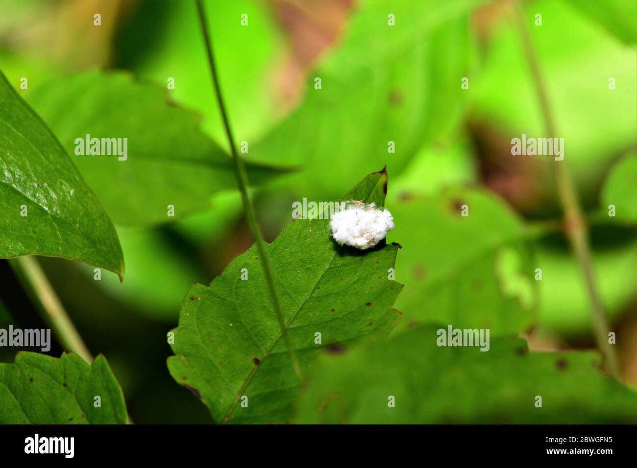 Mealy bug hi-res stock photography and images - Alamy