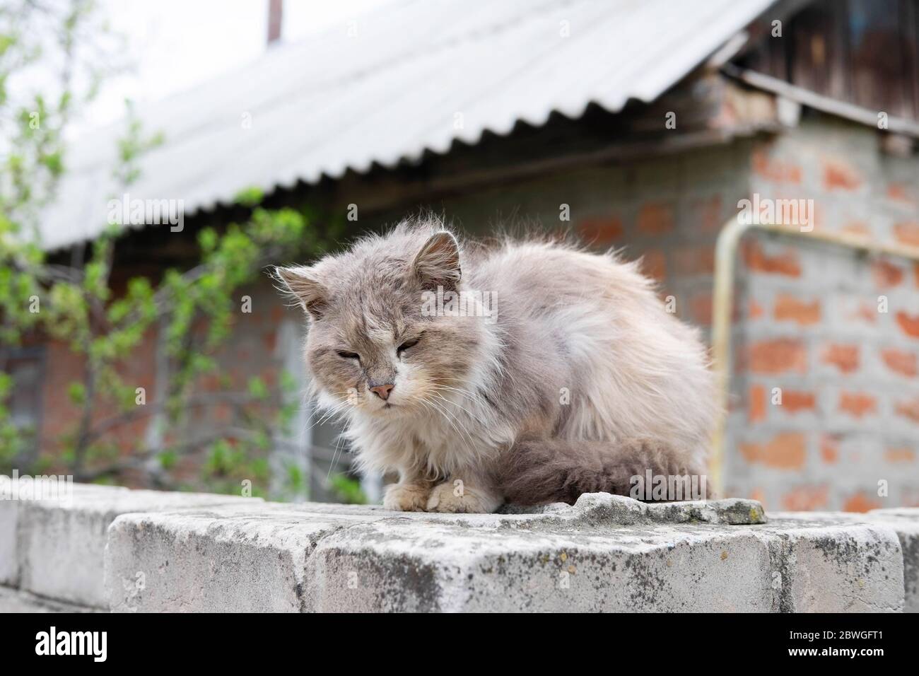 Candid street pets hi-res stock photography and images - Alamy