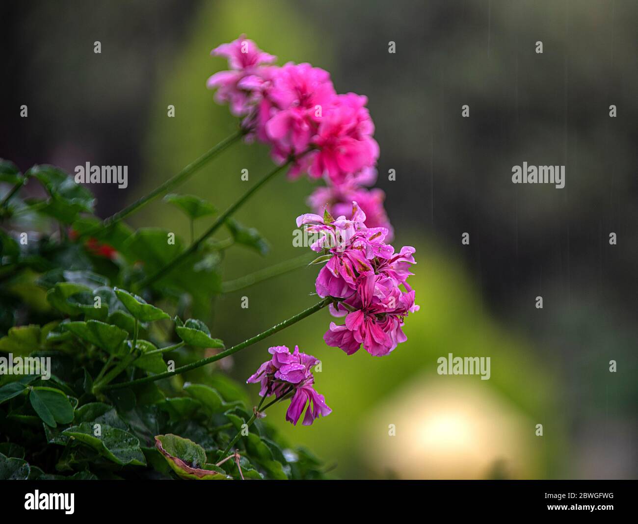 water droplets on geranium flowers in flowerpot Stock Photo - Alamy