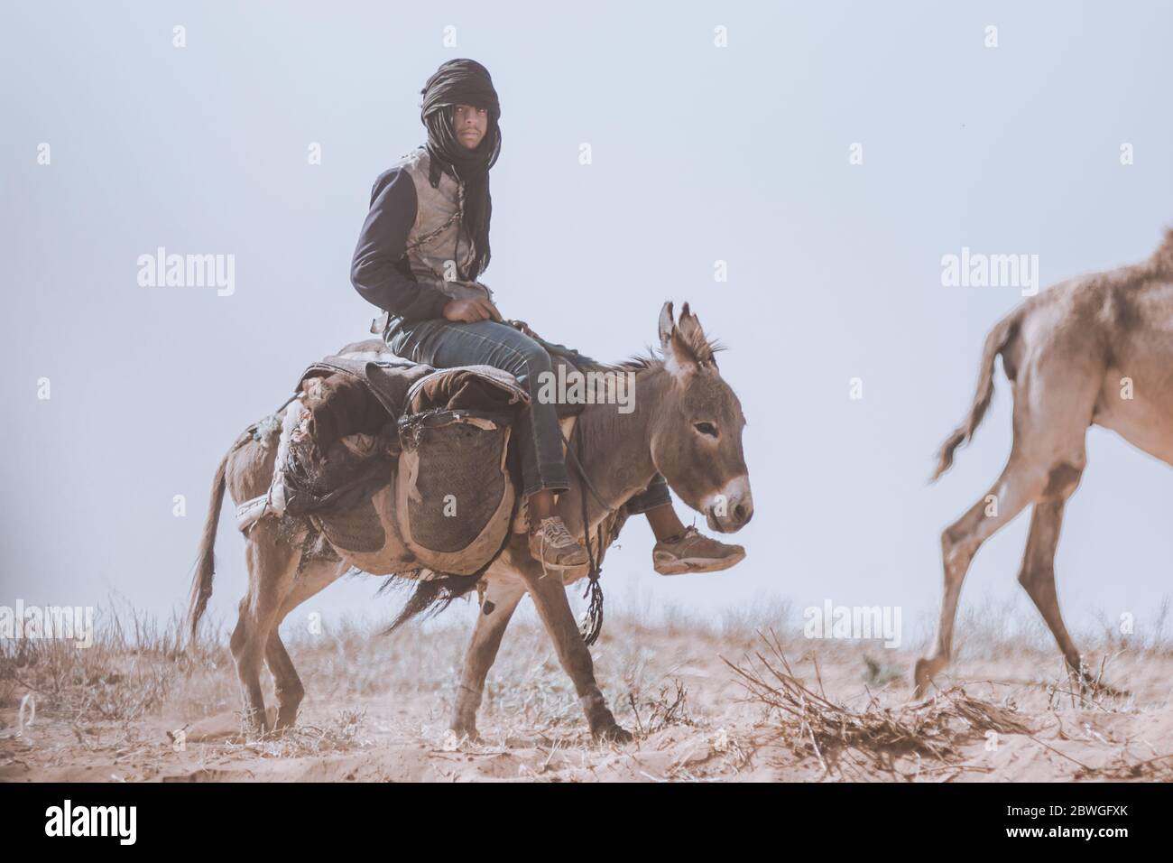 Donkey with the saddle hi-res stock photography and images - Alamy