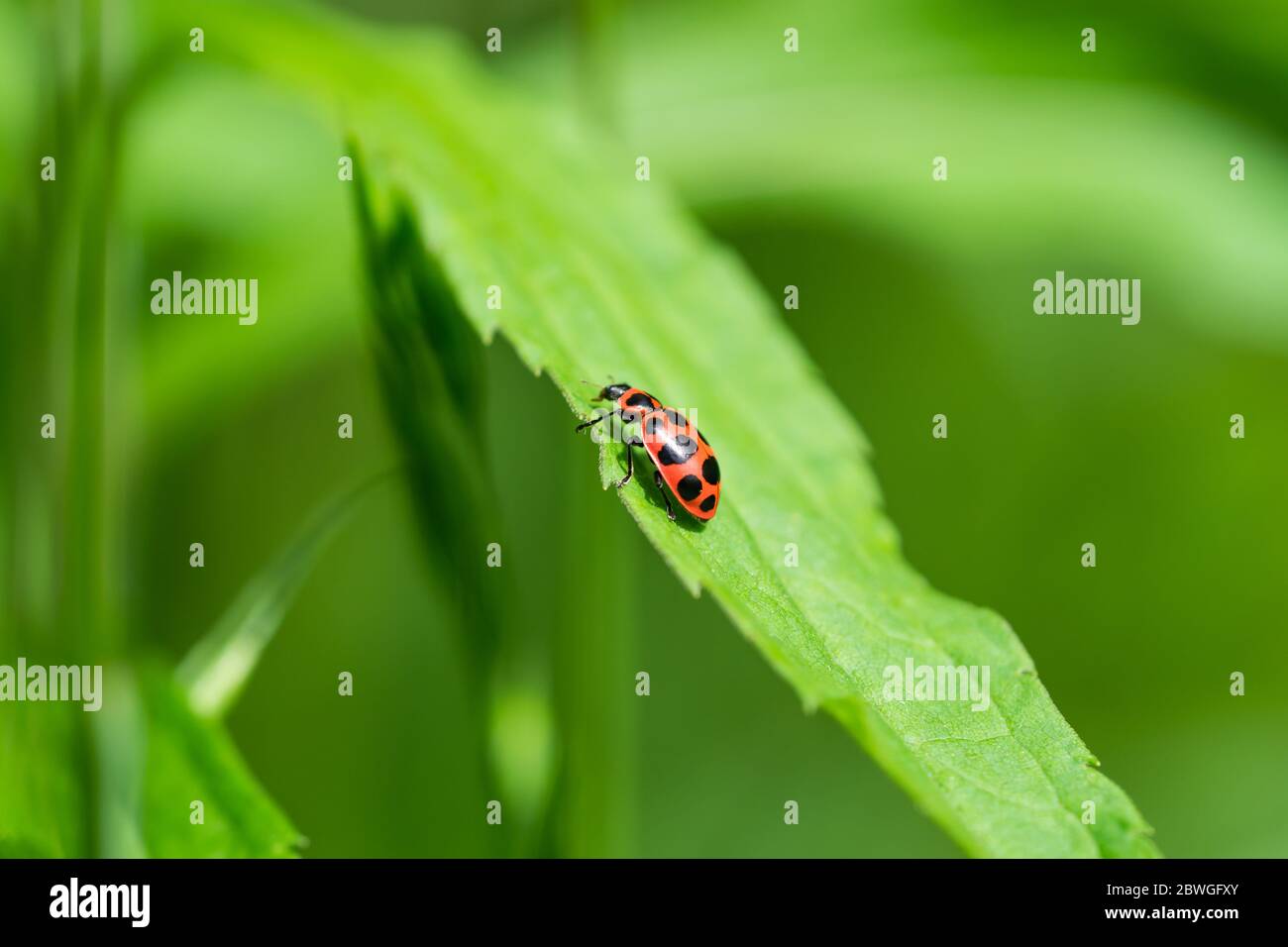 Pink Spotted Lady Beetle in Springtime Stock Photo - Alamy