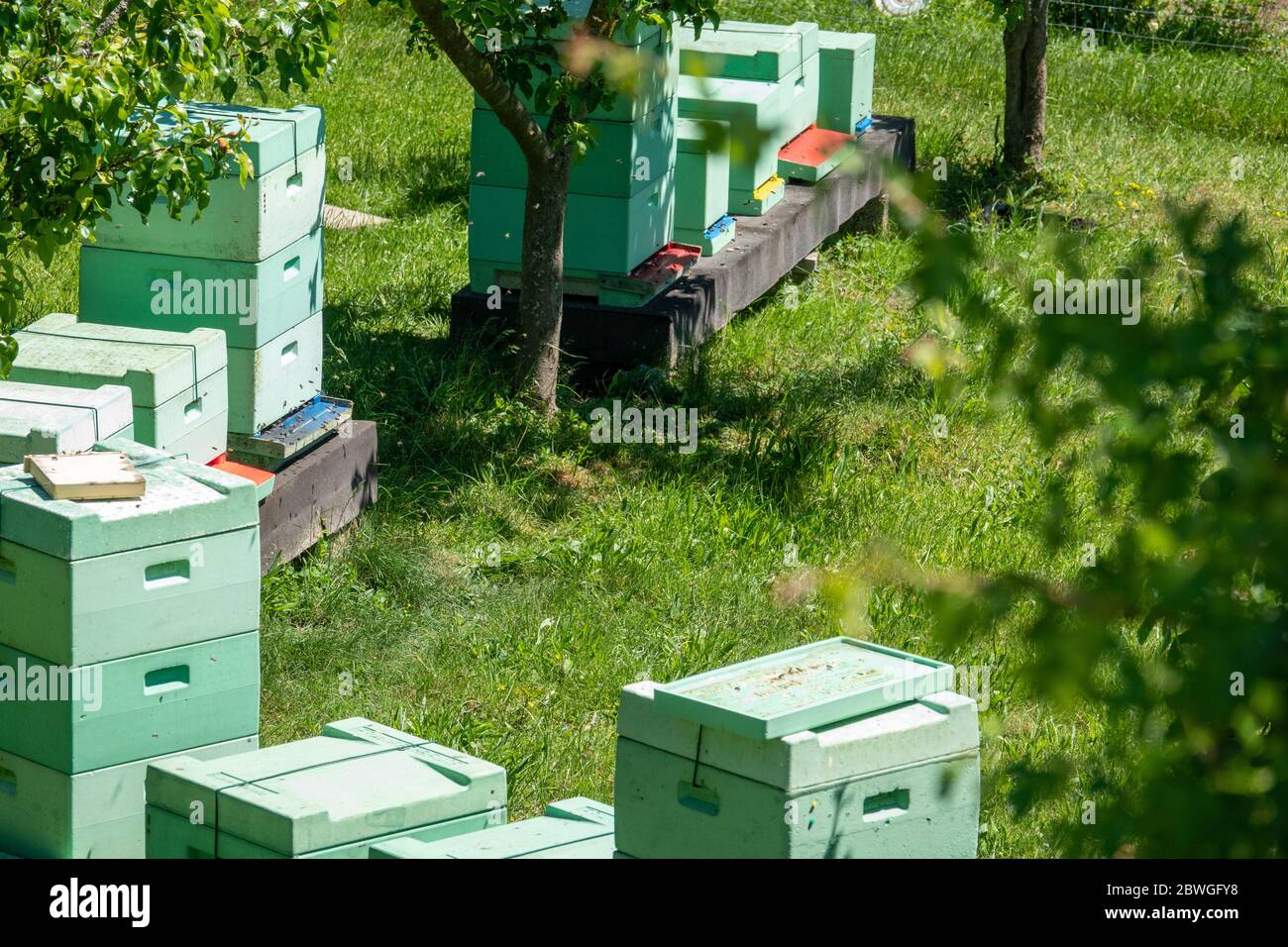 many bee hives of a beekeeper stand on an orchard Stock Photo - Alamy