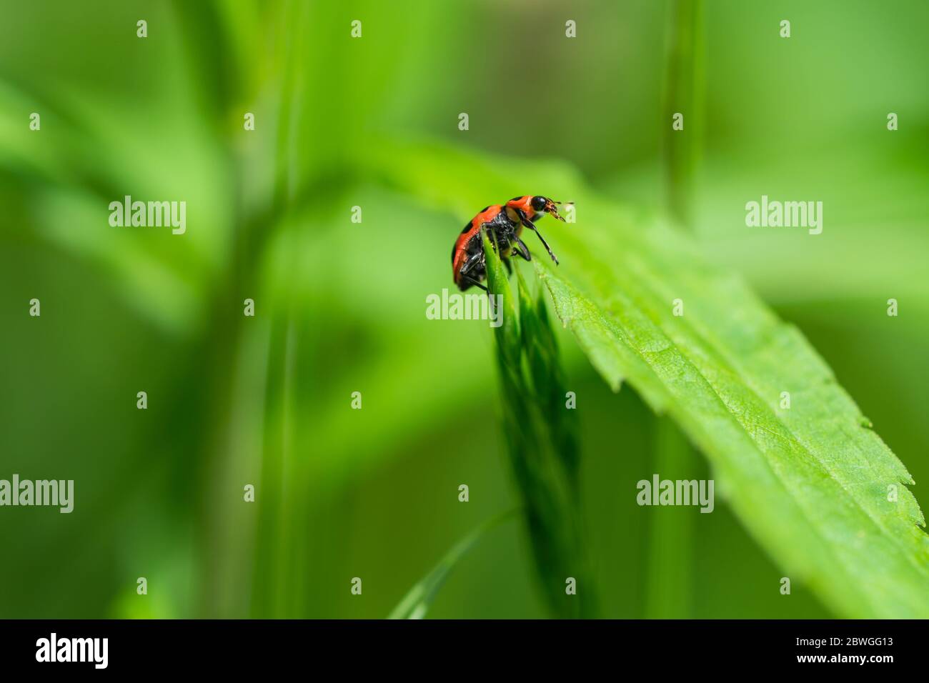 Pink spotted lady beetle hi-res stock photography and images - Alamy
