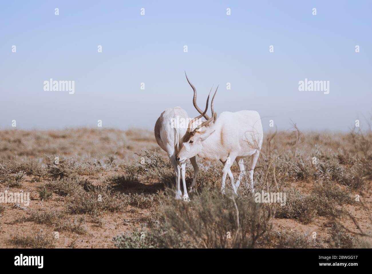 Two male addax fighting with their horns (white or screwhorn antelopes ...