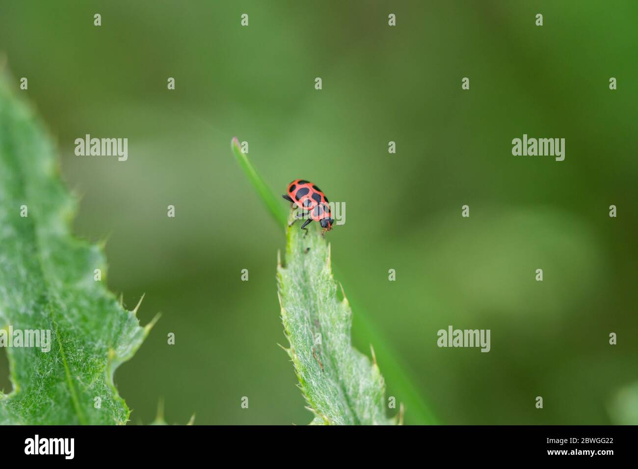 Pink Spotted Lady Beetle in Springtime Stock Photo - Alamy