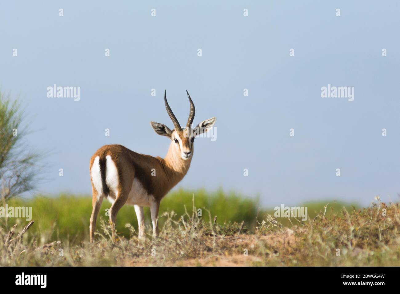 Saharan dorcas gazelle (gazella dorcas neglecta) known as Ariel ...