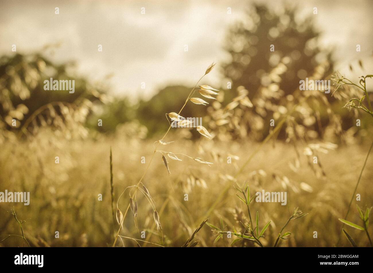 Blades of wheat hi-res stock photography and images - Alamy
