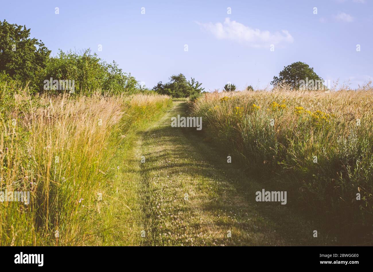 Blades of wheat hi-res stock photography and images - Alamy