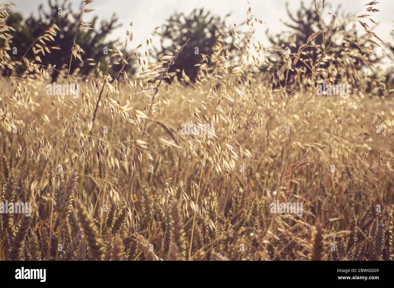 Blades of wheat hi-res stock photography and images - Alamy