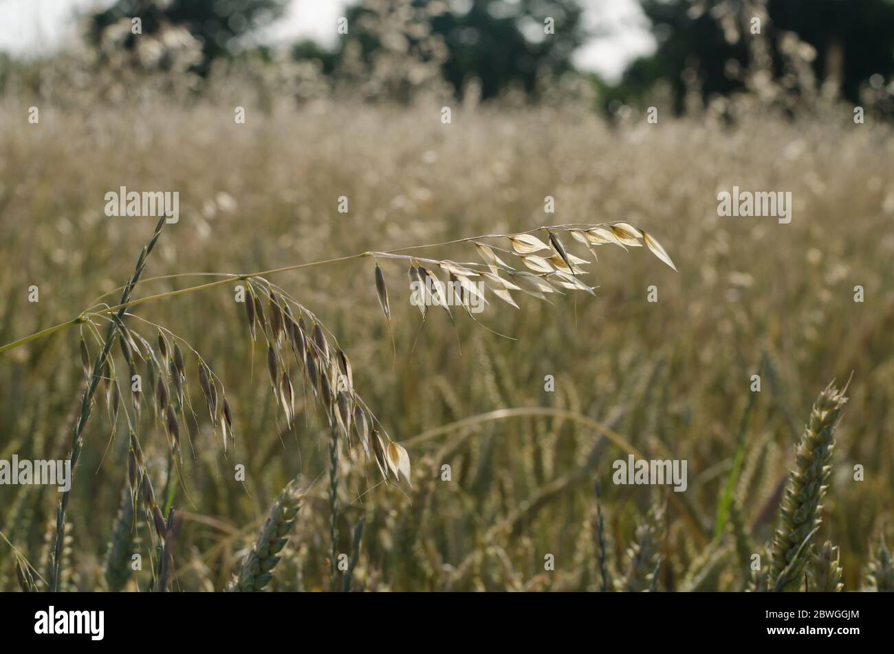 Blades of wheat hi-res stock photography and images - Alamy