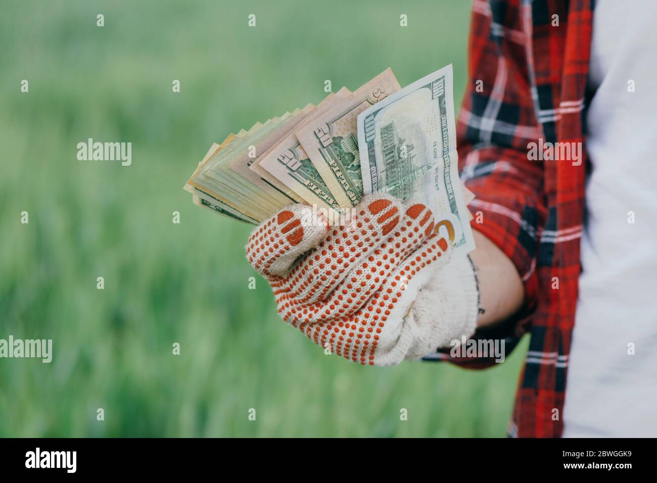 Farmer holding dollar banknotes money in wheat field, profit from ...