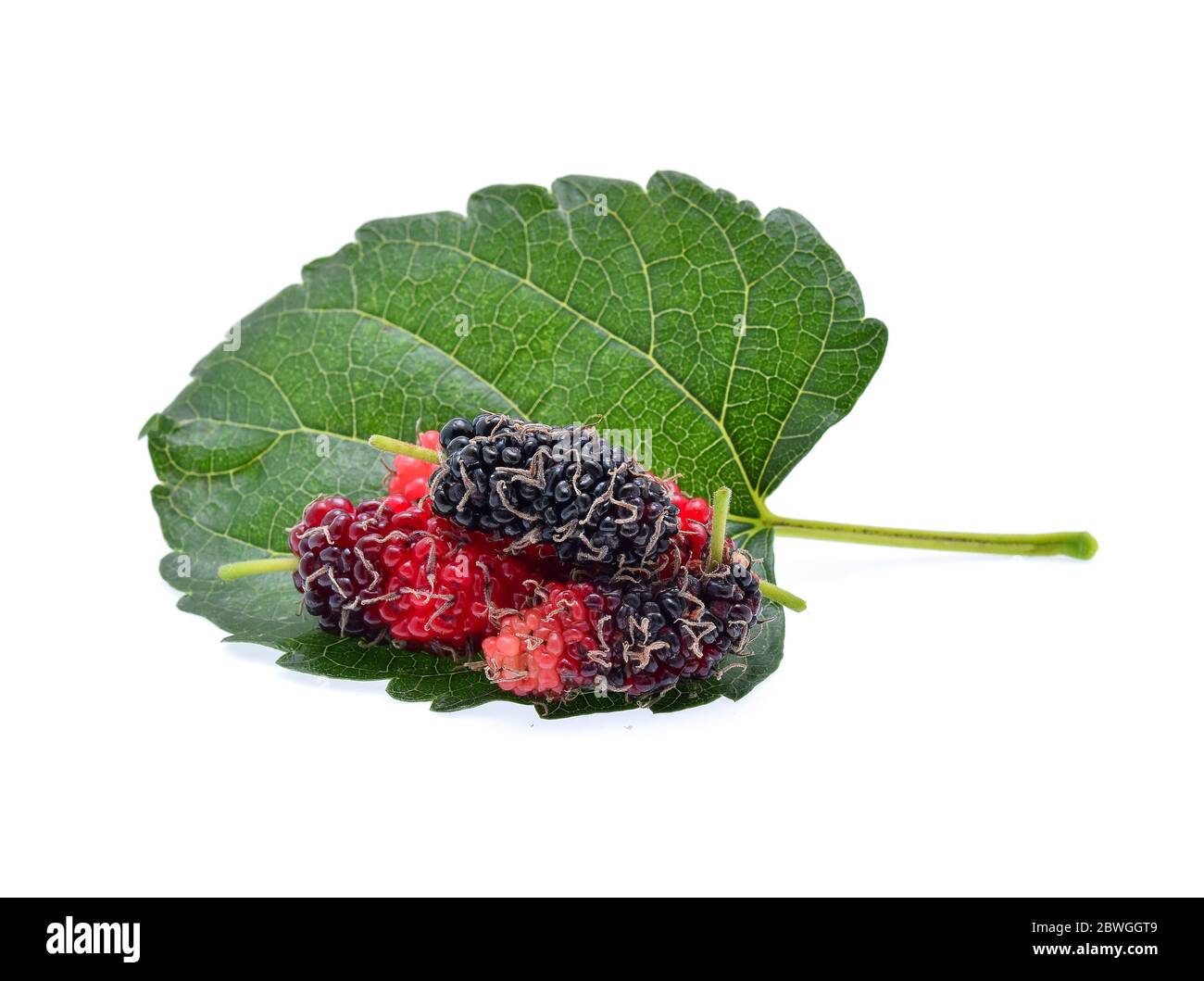 Red mulberry tree foliage Cut Out Stock Images & Pictures - Alamy
