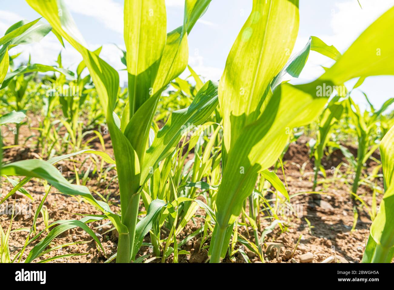Maize sprouts hi-res stock photography and images - Alamy