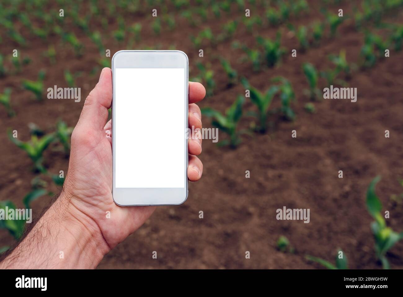 Mock up smartphone screen in corn field, farmer holding modern mobile ...