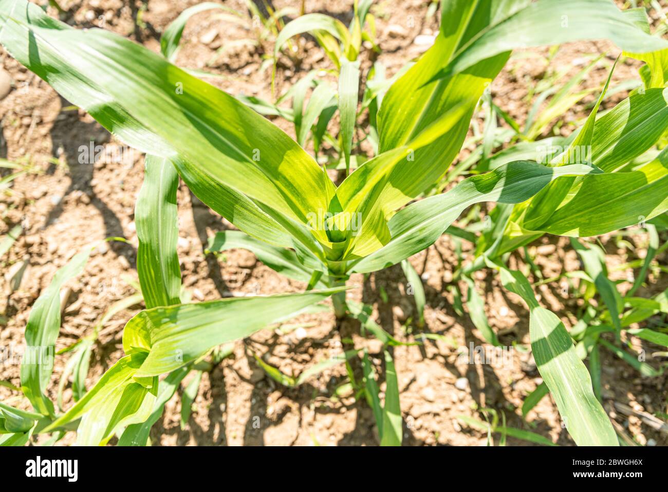 Maize sprout hi-res stock photography and images - Alamy