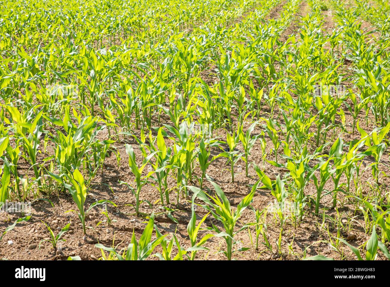Cultivated Field with rows of maize sprouts, young, fresh and green ...