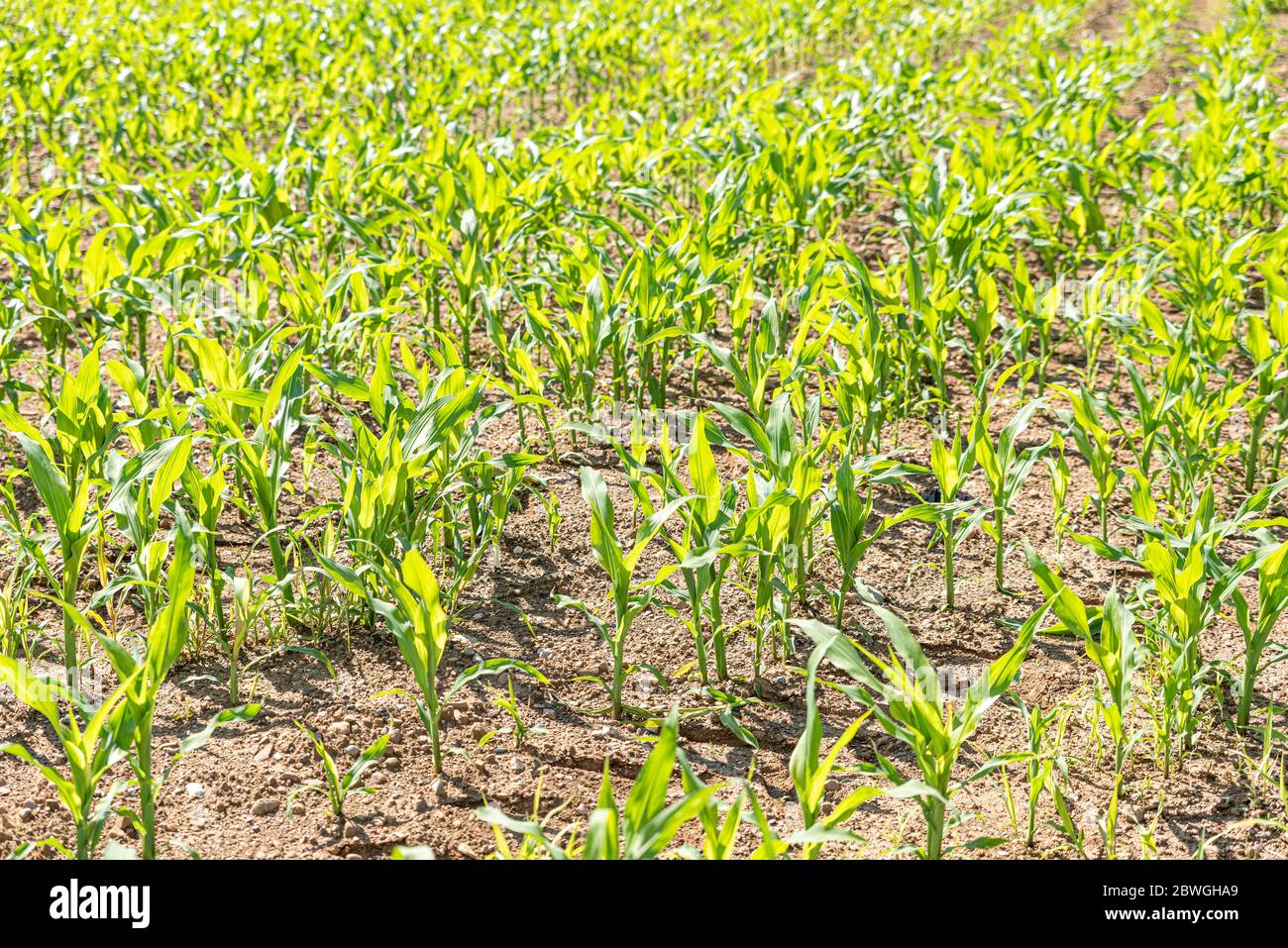 Field with rows of maize buds, young, fresh and green Stock Photo - Alamy