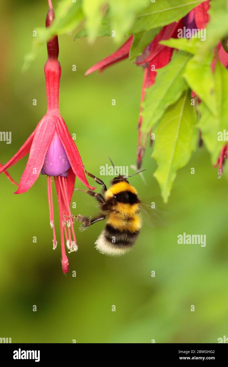 Photographing bees hi-res stock photography and images - Alamy