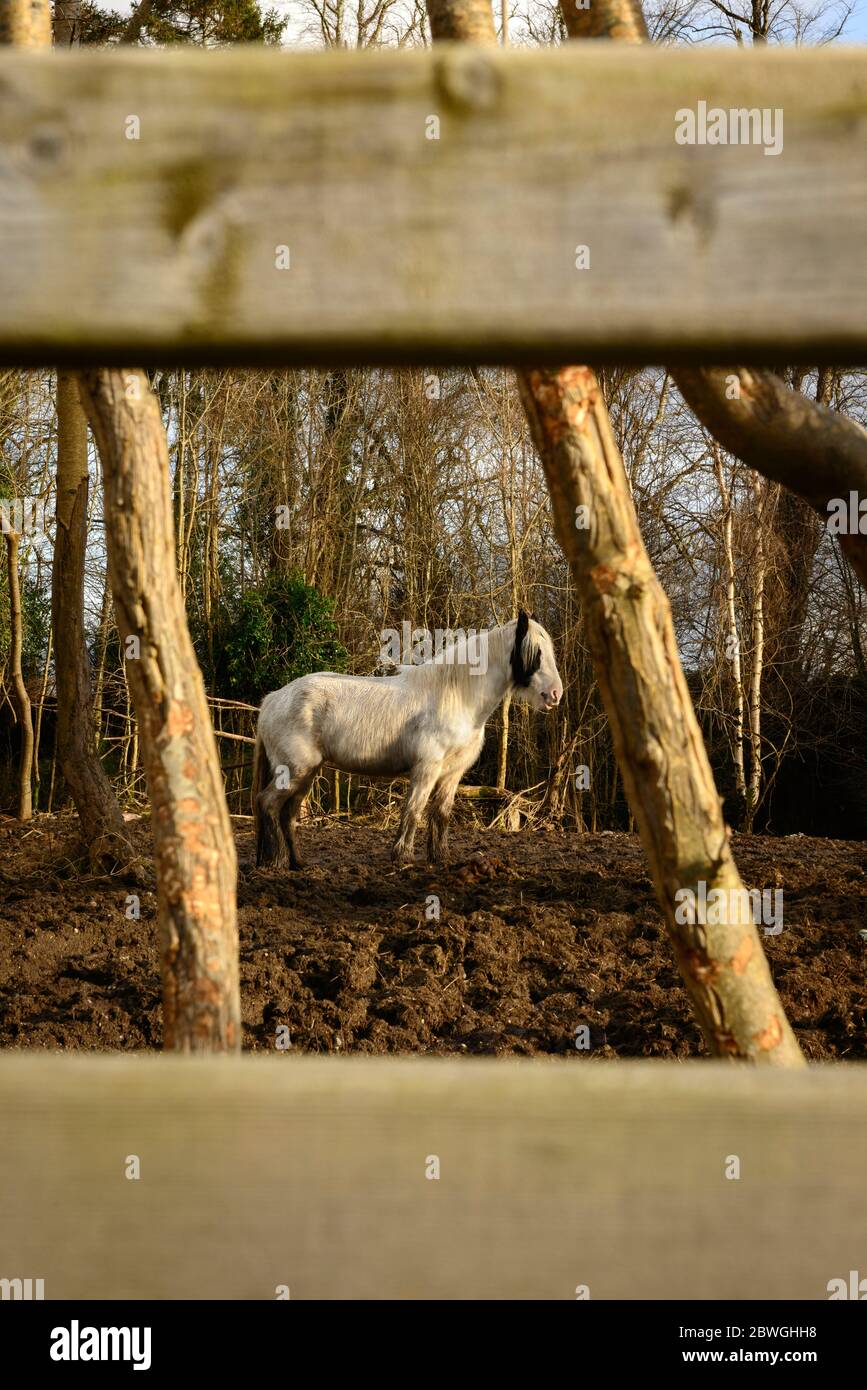 Ireland horse. Irish Gypsy Vanner horse standing in a muddy field ...