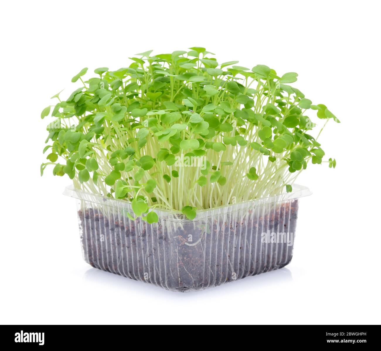 Growing microgreens home young Cut Out Stock Images & Pictures - Alamy
