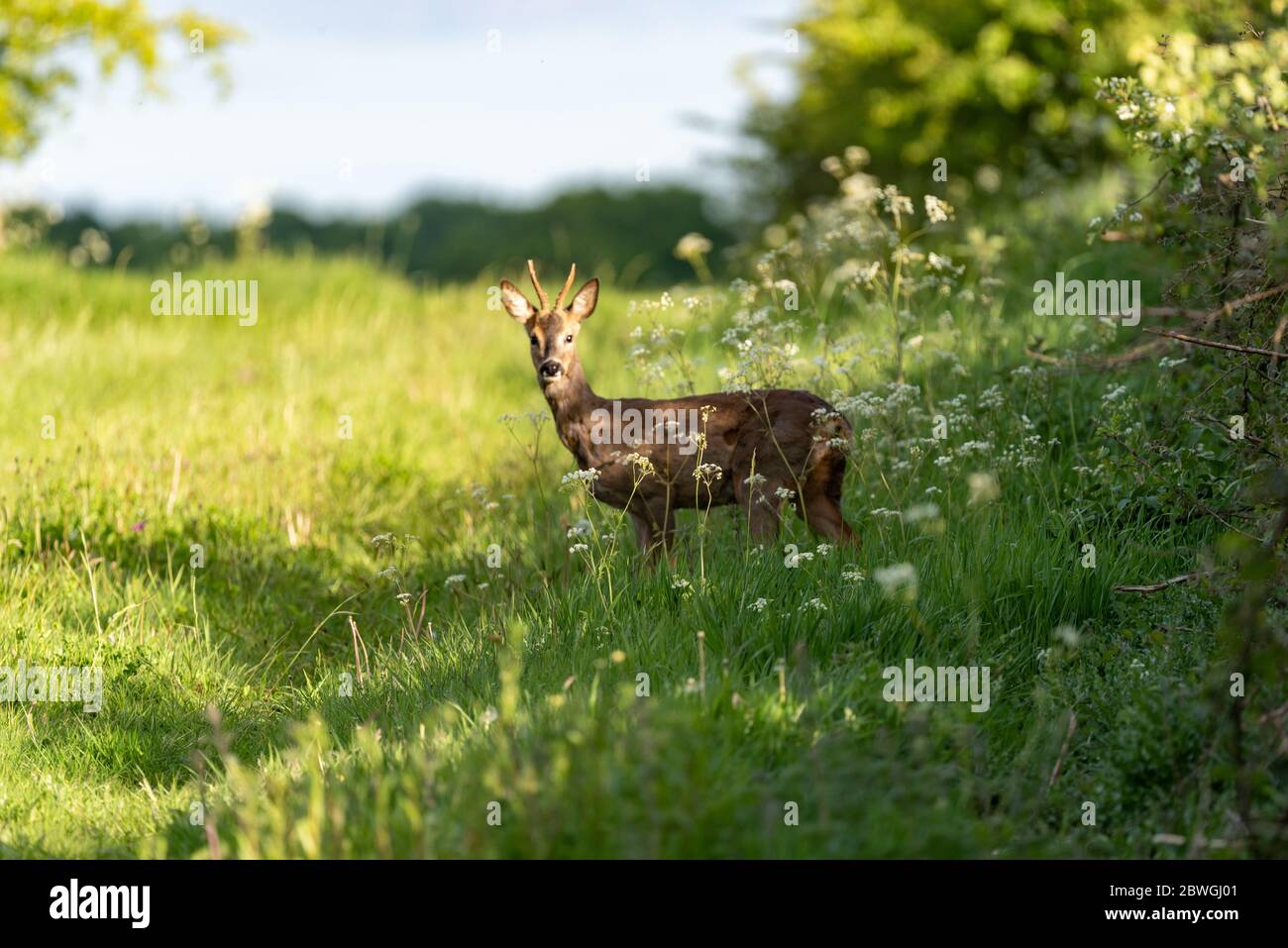 A young roe deer buck in a spring meadow Stock Photo - Alamy