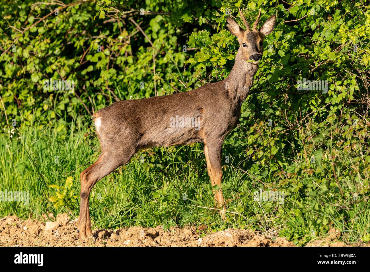 Young roe deer hi-res stock photography and images - Alamy