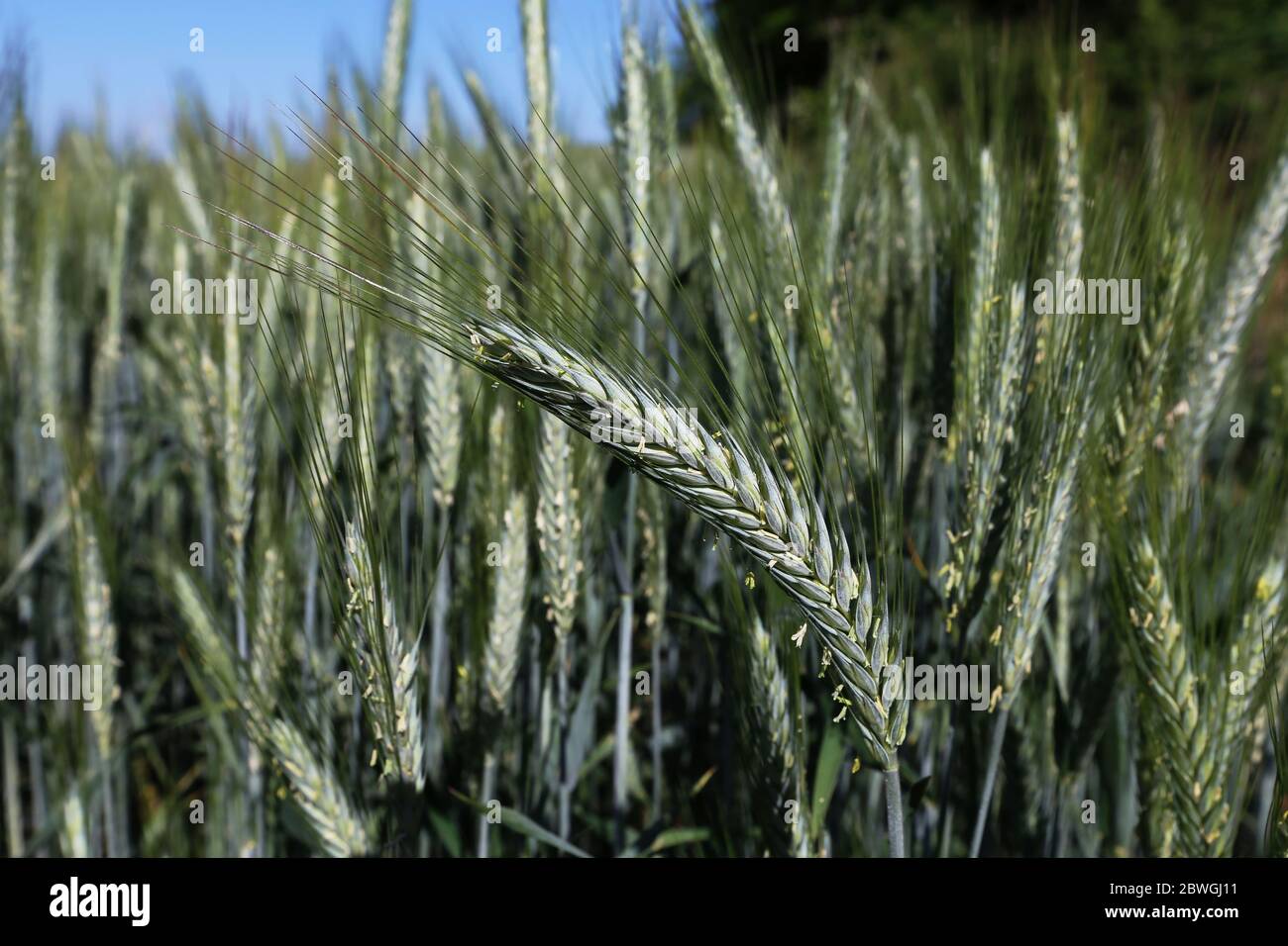 Growing rye in field hi-res stock photography and images - Alamy