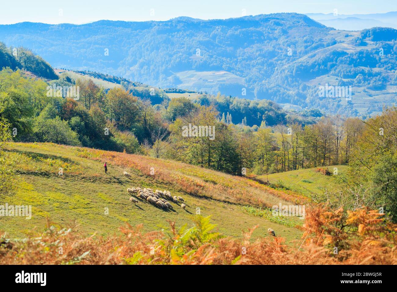 Sheep grazing on fields. Beautiful rural landscape. Countryside view on ...