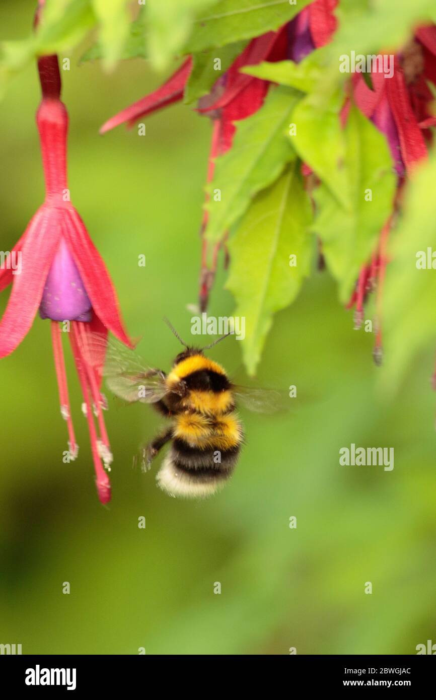 Pollen foraging hi-res stock photography and images - Alamy