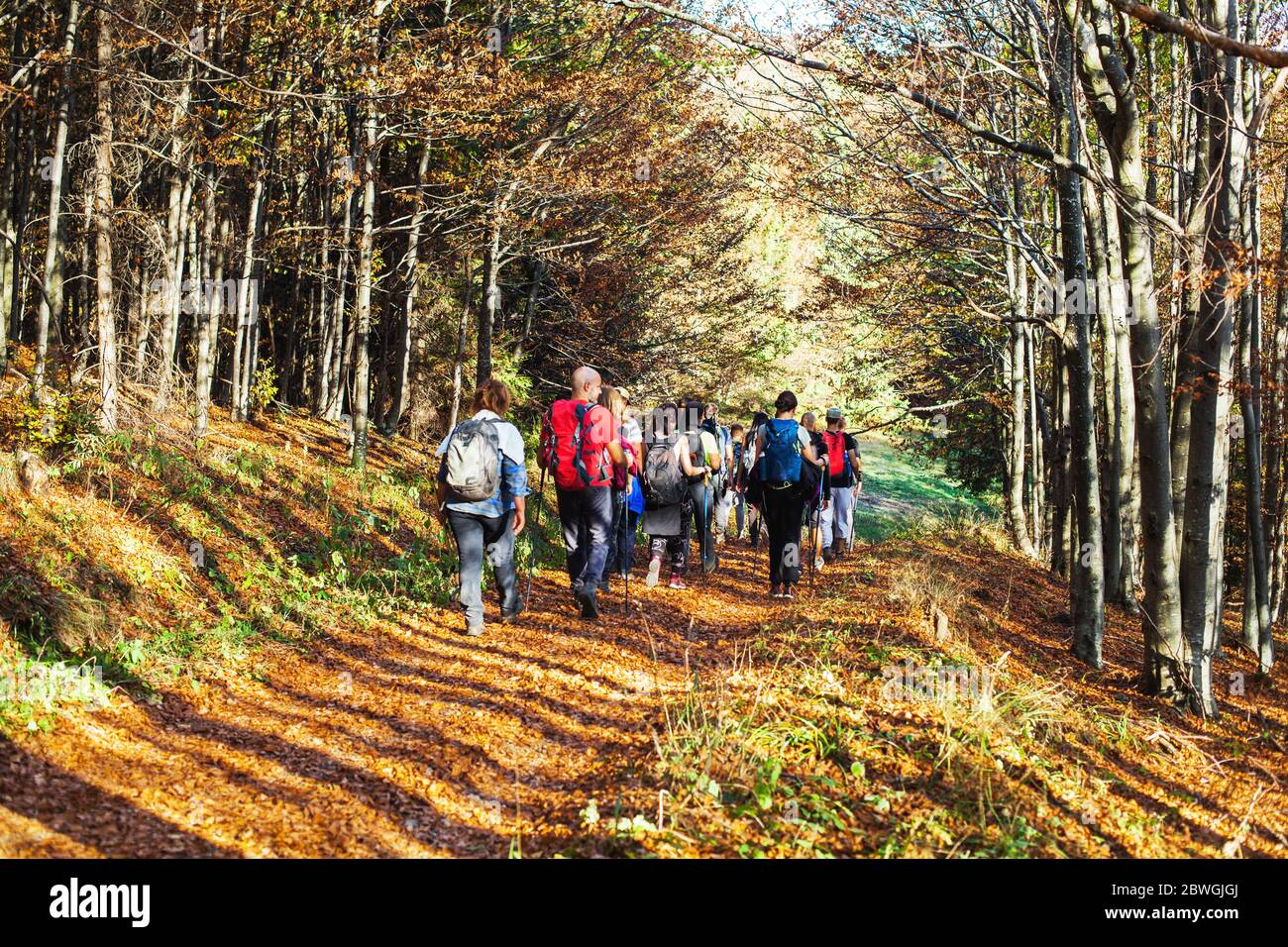 Group of people walking in the forest on sunny autumn day Stock Photo ...