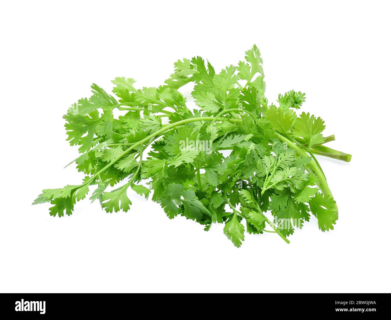 Coriander isolated on white background Stock Photo - Alamy
